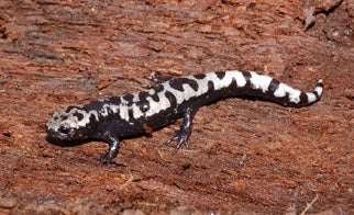 Marbled Salamander | Outdoor Alabama